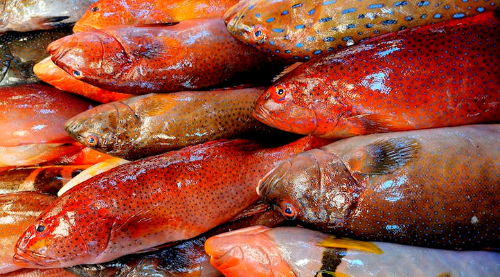 Fiche métier chocolatier